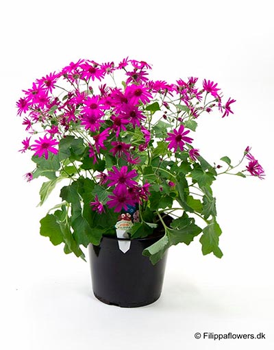 Stauder | Filippa Flowers